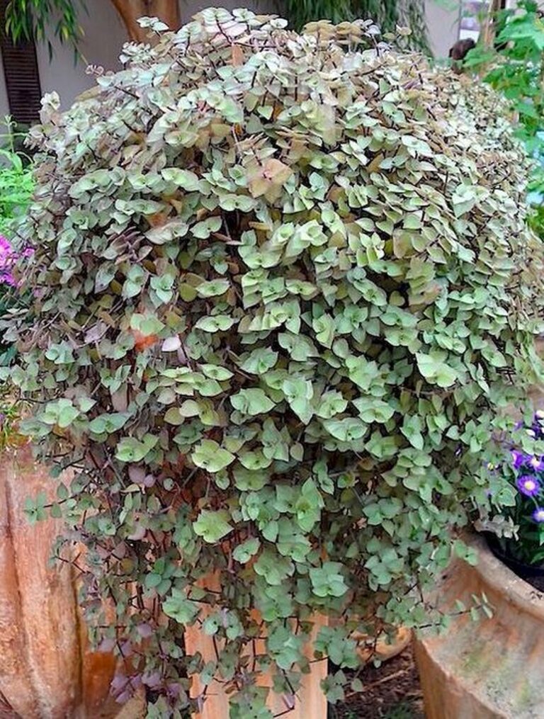 30 Gorgeous Trailing Foliage Plants for Hanging Baskets and Windowboxes