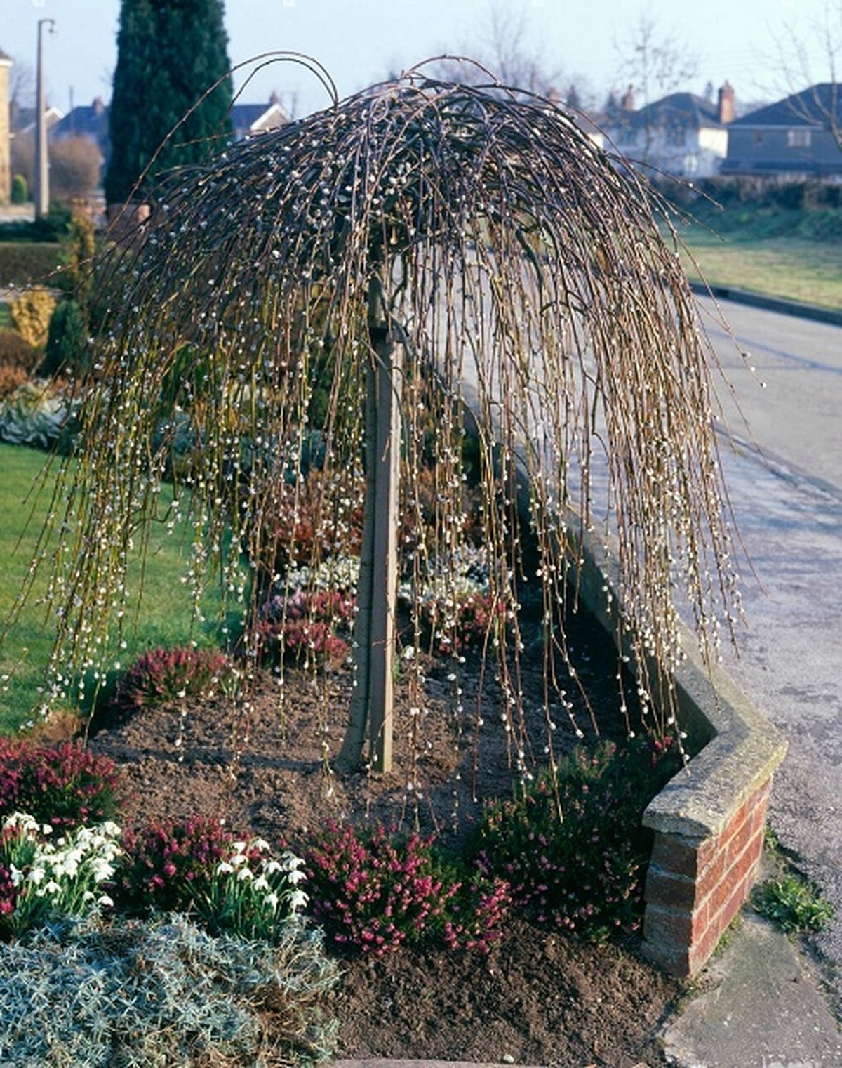 12 Stunning Types of Pussy Willow Every Garden Deserves