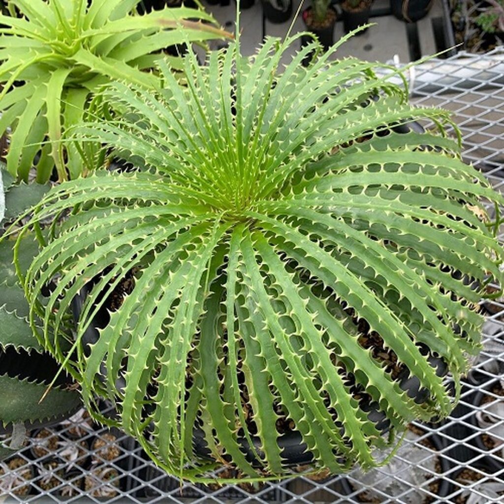 19 Amazing Plants that Look like Aloe Vera But Aren't