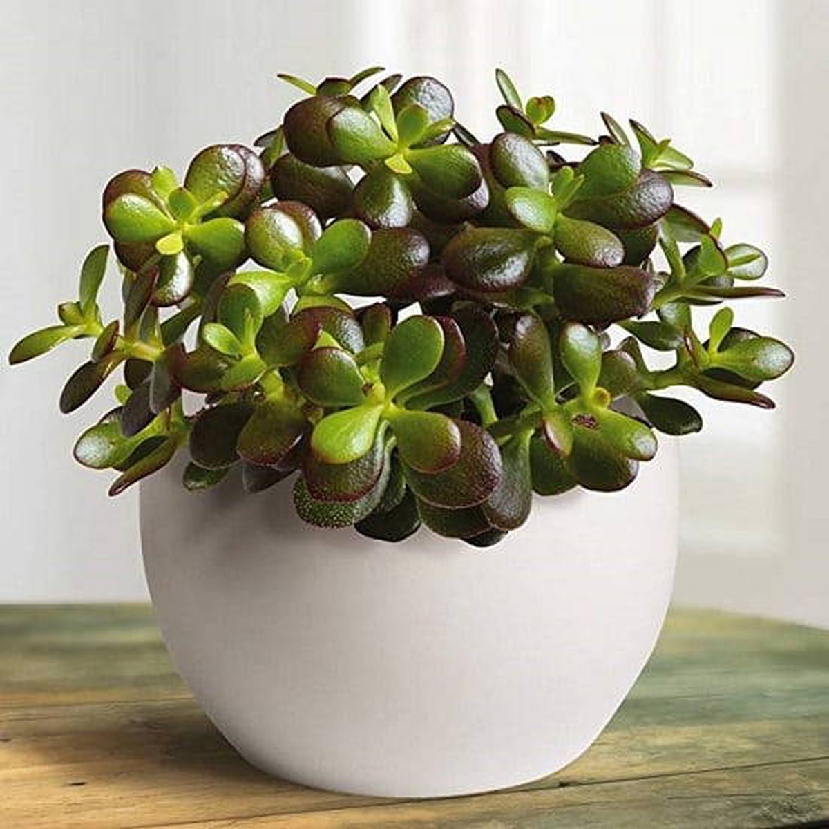 5 Amazing Scientifically Proven Jade Plant Benefits for Your Home