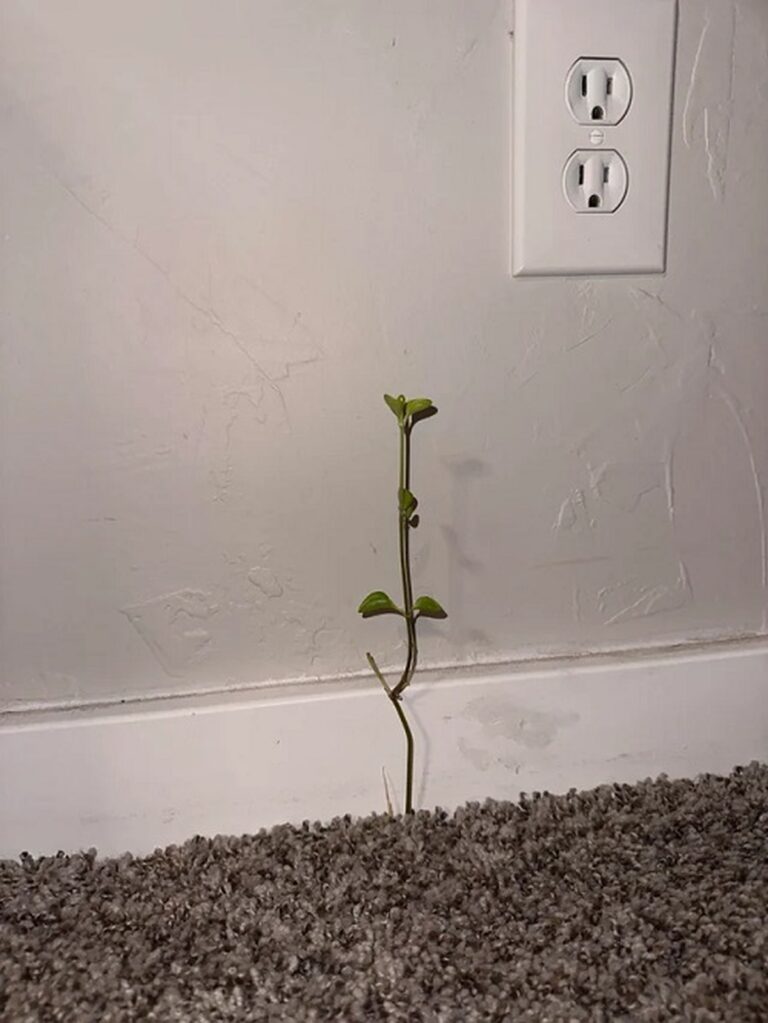 17 Jaw-Dropping Plants Growing Out Of Strange Places