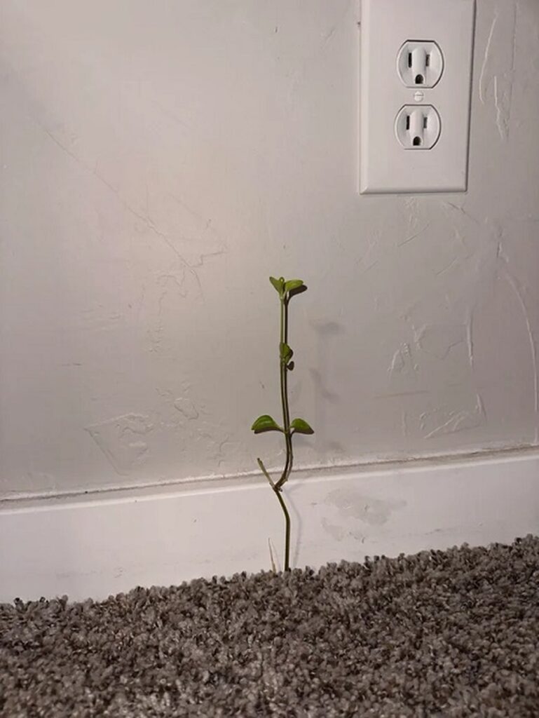 17 Jaw-Dropping Plants Growing Out Of Strange Places