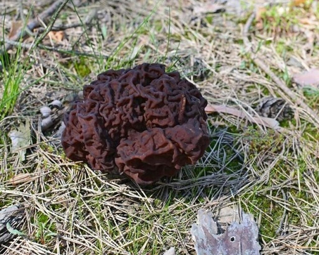 19 Exotic Plants That Look Like Brain