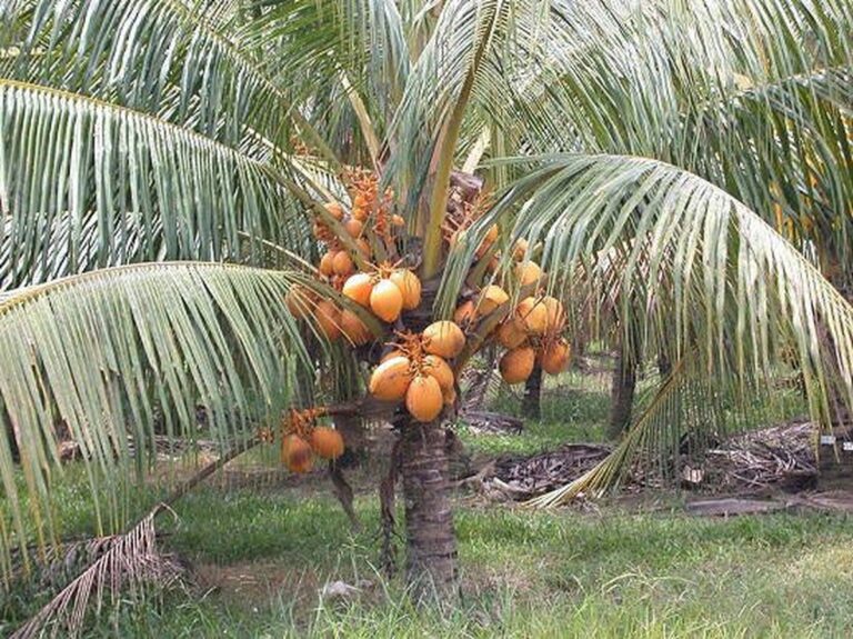11 Fascinating Types Of Coconuts To Discover Today