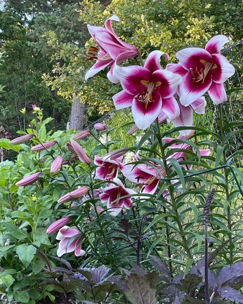 20 Enchanting Fragrant Lilies That Smell Heavenly