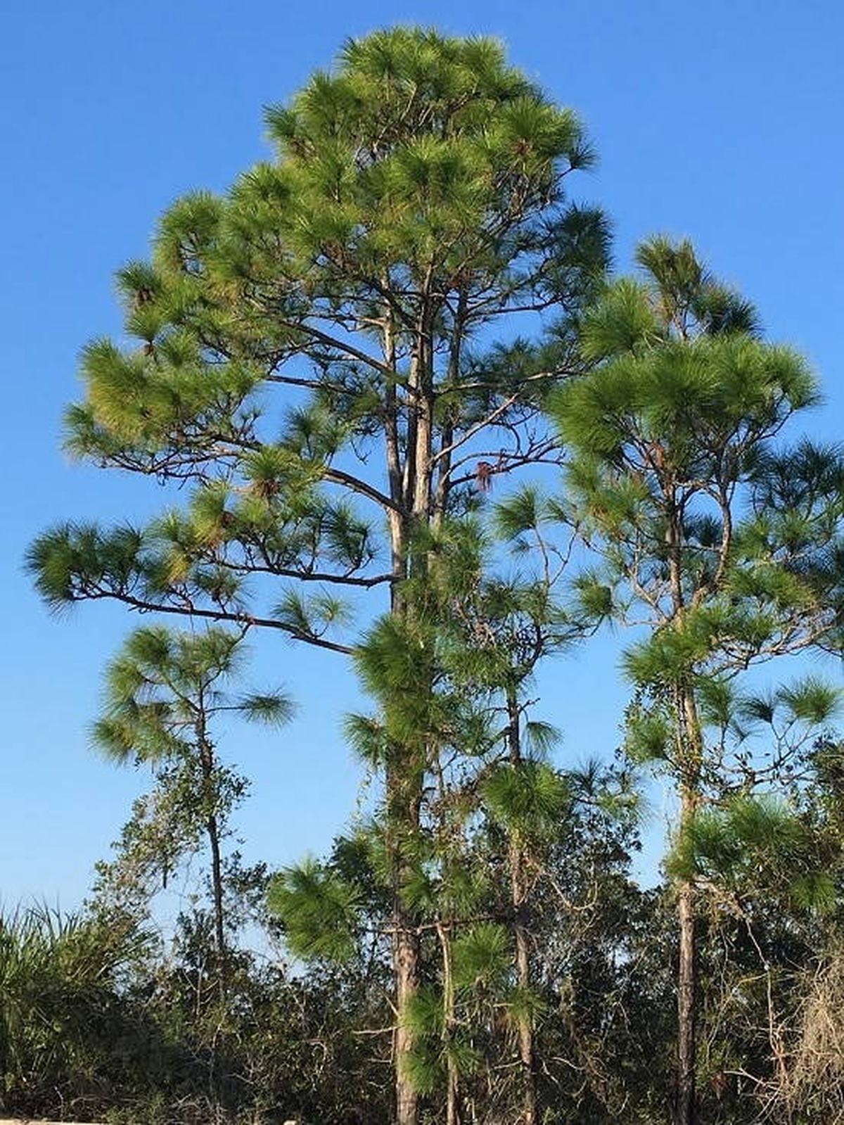 7 Stunning Types of Pine Trees in Texas for Nature Lovers