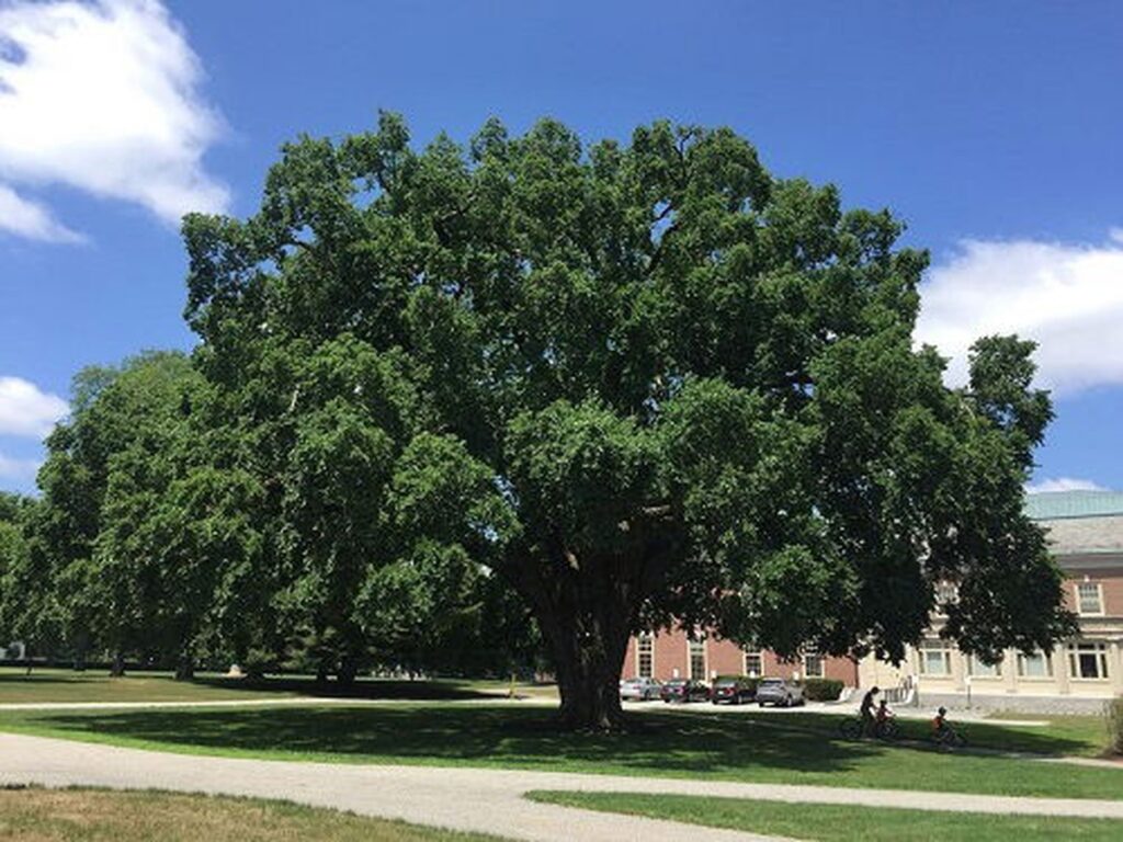 21 Beautiful Types of Elm Trees: Your Simple Identification Guide