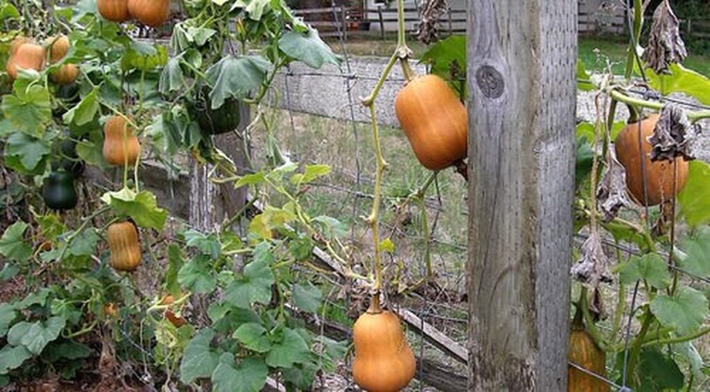 38 Delicious Types of Squash: Best Varieties for Your Garden