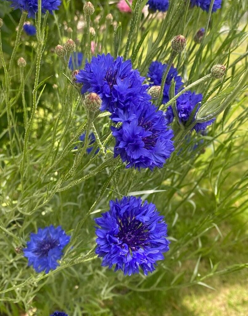 17 Stunning Navy Blue Flowers to Brighten Your Garden