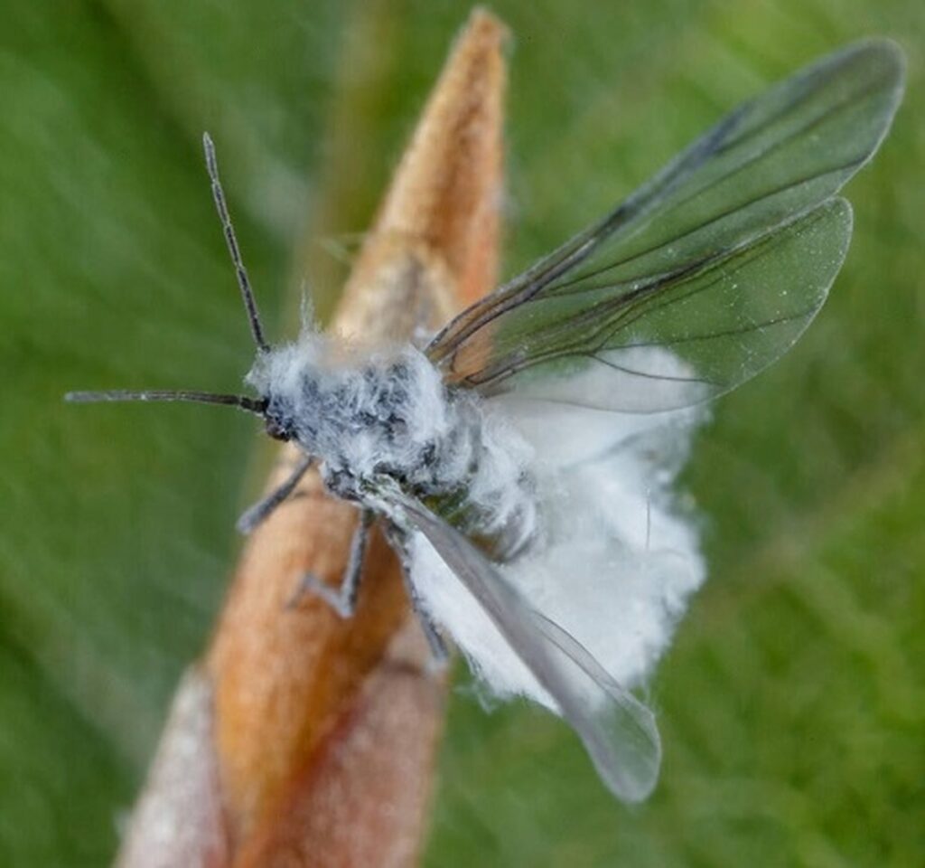 17 Common Tiny White Bugs on Plants that Look like Dust Revealed