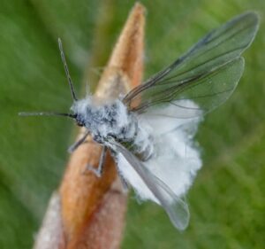 17 Common Tiny White Bugs on Plants that Look like Dust Revealed