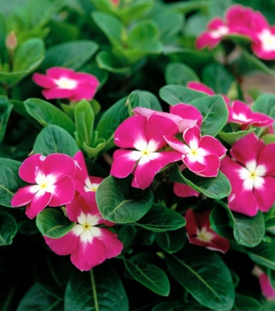 15 Types of Vincas to Brighten Your Garden