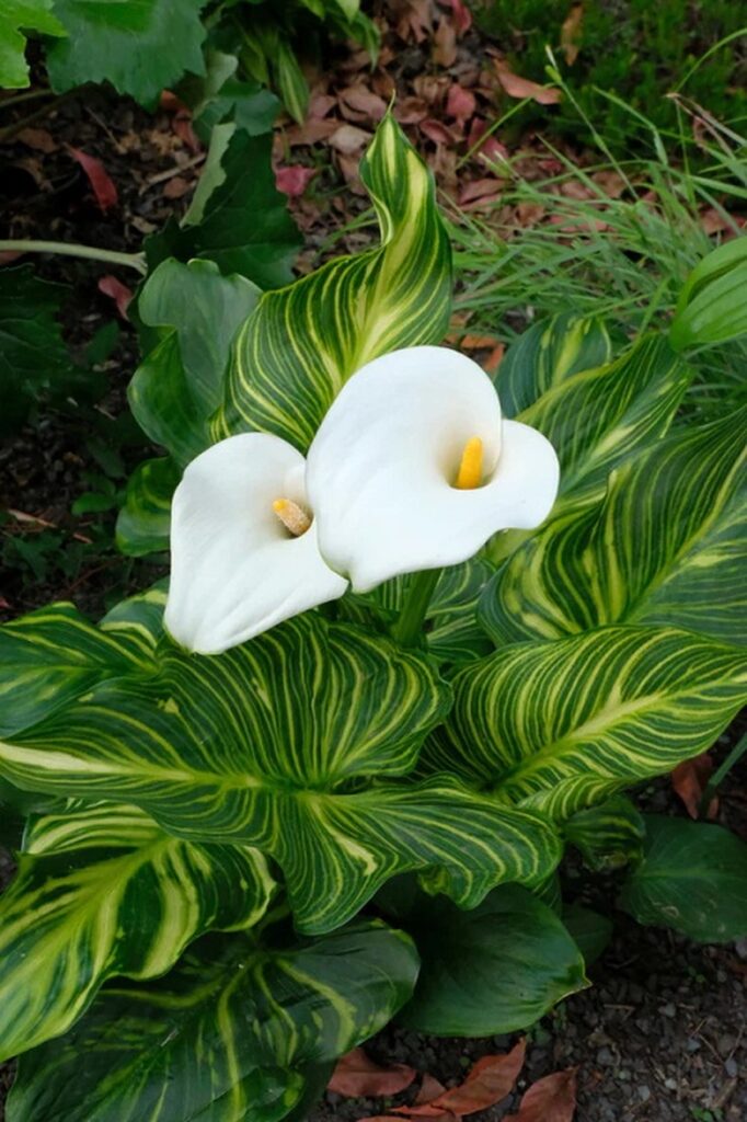 12 Stunning White Calla Lily Varieties to Brighten Your Garden