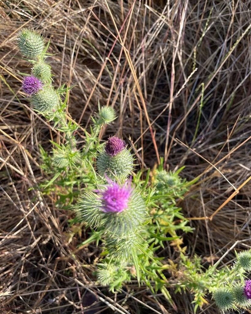 21 Gorgeous Spiky Plants That Will Transform Your Garden