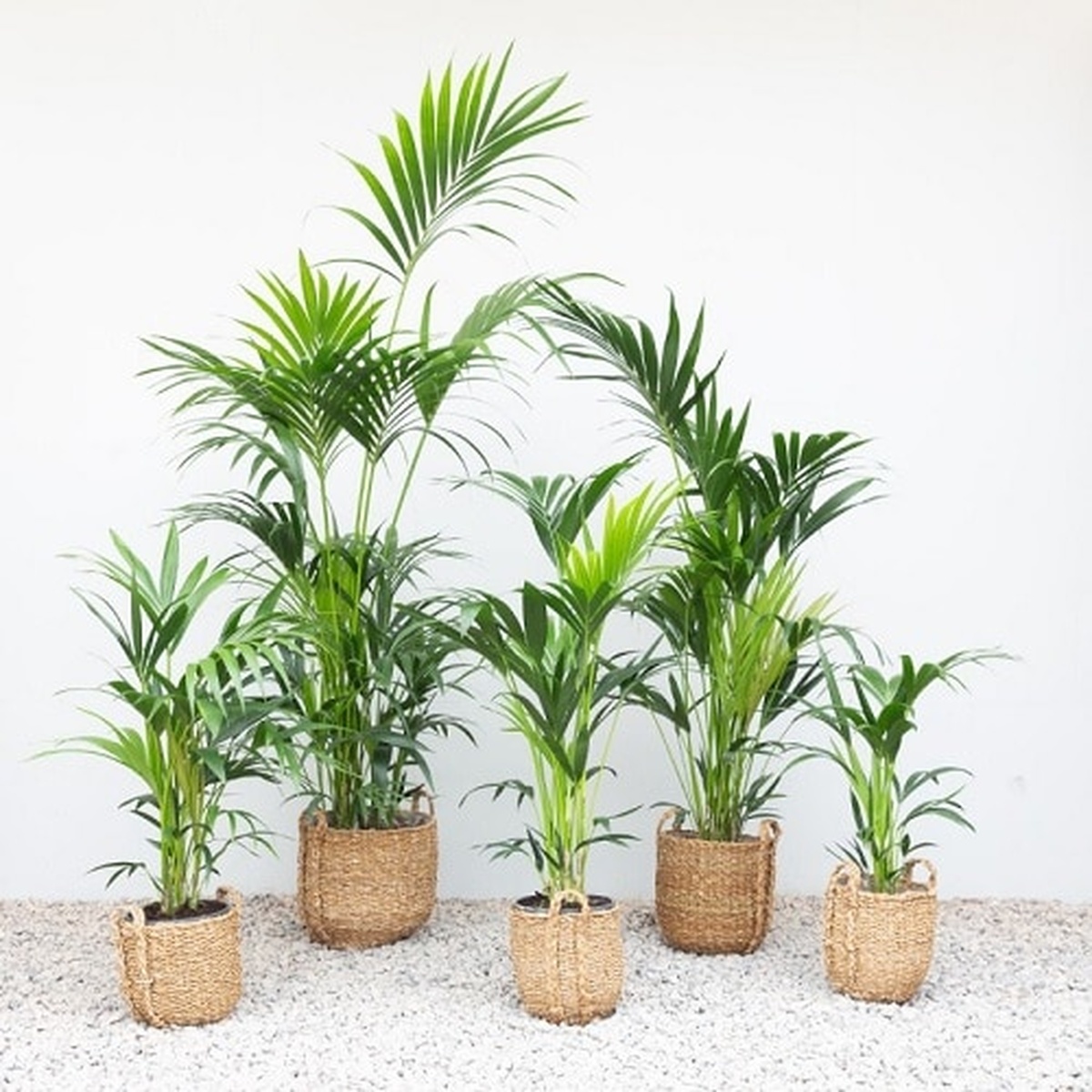 6 Amazing Indoor Palm Benefits That Transform Your Space