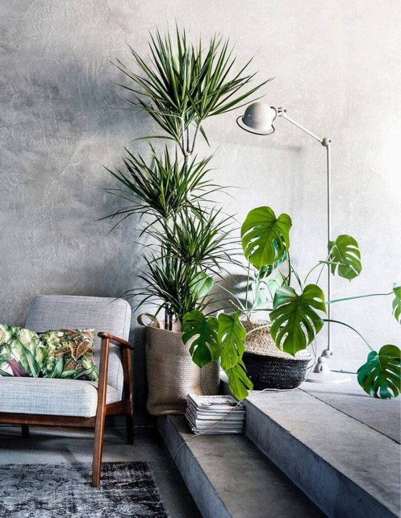 23 Most Beautiful Houseplants That Will Take Your Breath Away