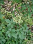 14 Common Plants That Look Like Poison Ivy: Spot the Difference