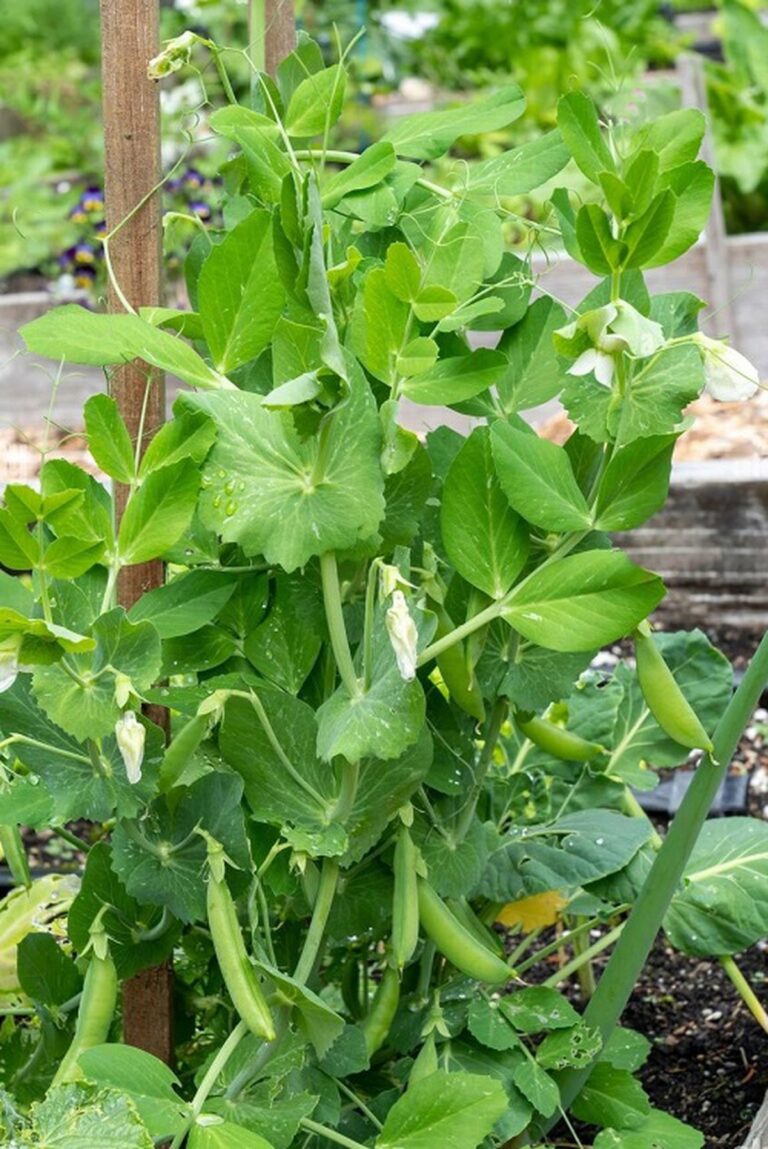 21 Stunning Fast Growing Creepers and Vines for Your Garden