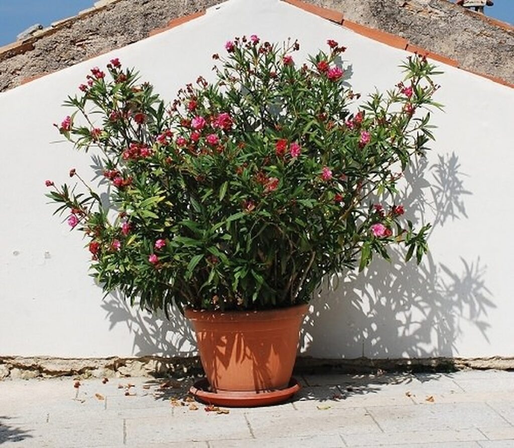 50 Amazing Drought Tolerant Plants That Thrive In Dry Conditions