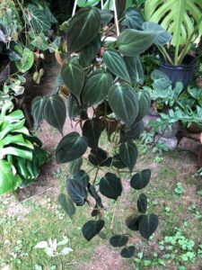 30 Gorgeous Trailing Foliage Plants for Hanging Baskets and Windowboxes