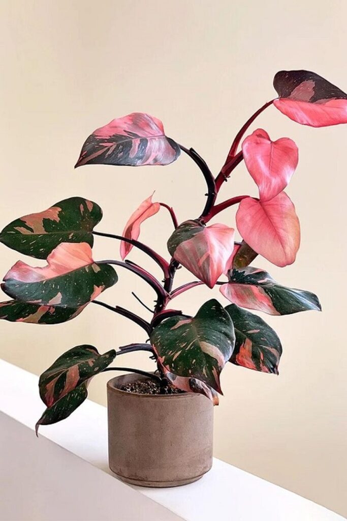 17 Amazing Variegated Philodendrons to Brighten Your Home