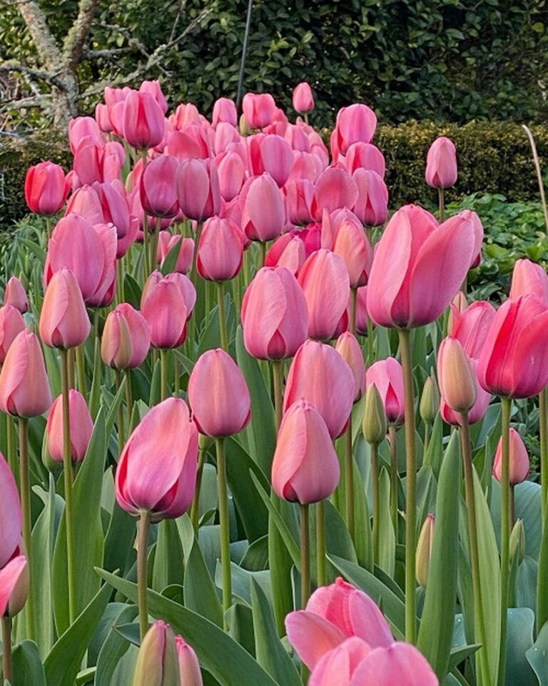 27 Beautiful Pink Tulip Types with Meanings