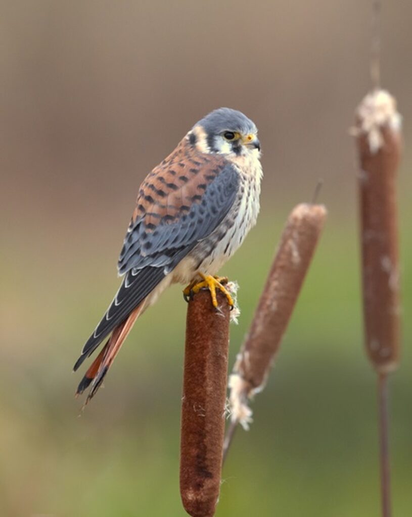30 Striking Birds with White Stripes on Wings - Nature's Wonders!