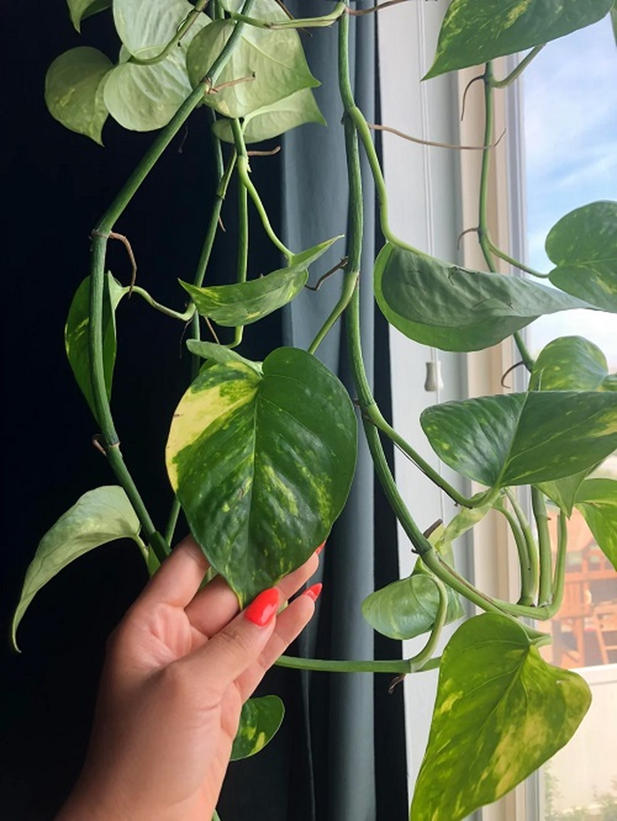 What to Do When Pothos Leaves Turning White