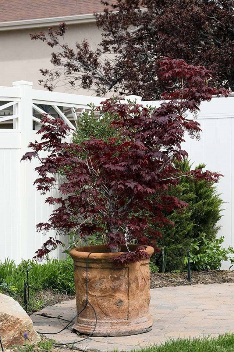 21 Gorgeous Maple Tree Varieties Perfect for Container Gardening