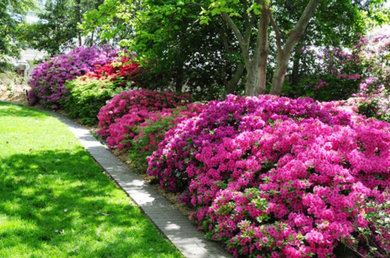 47 Beautiful Hedge Plants to Create a Perfect Green Boundary