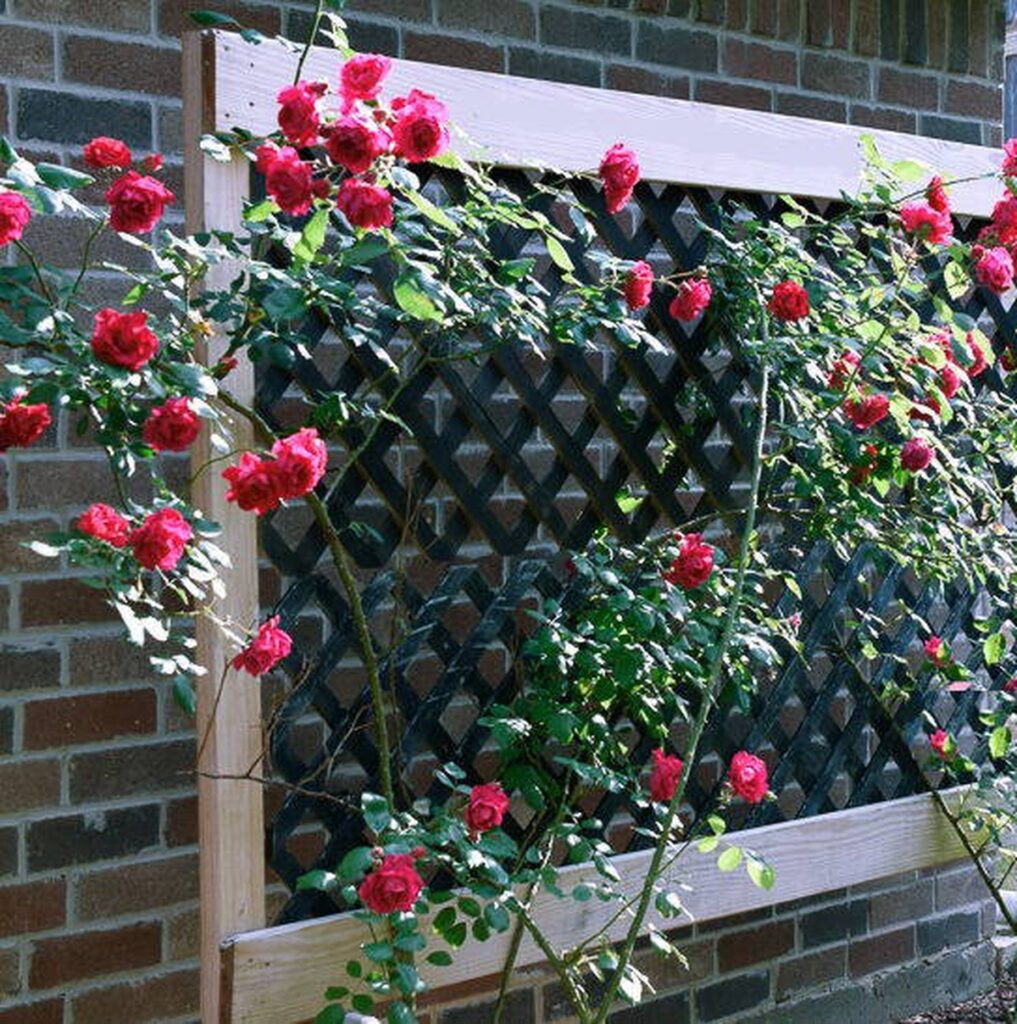 26 Beautiful DIY Rose Trellis Ideas for Your Garden