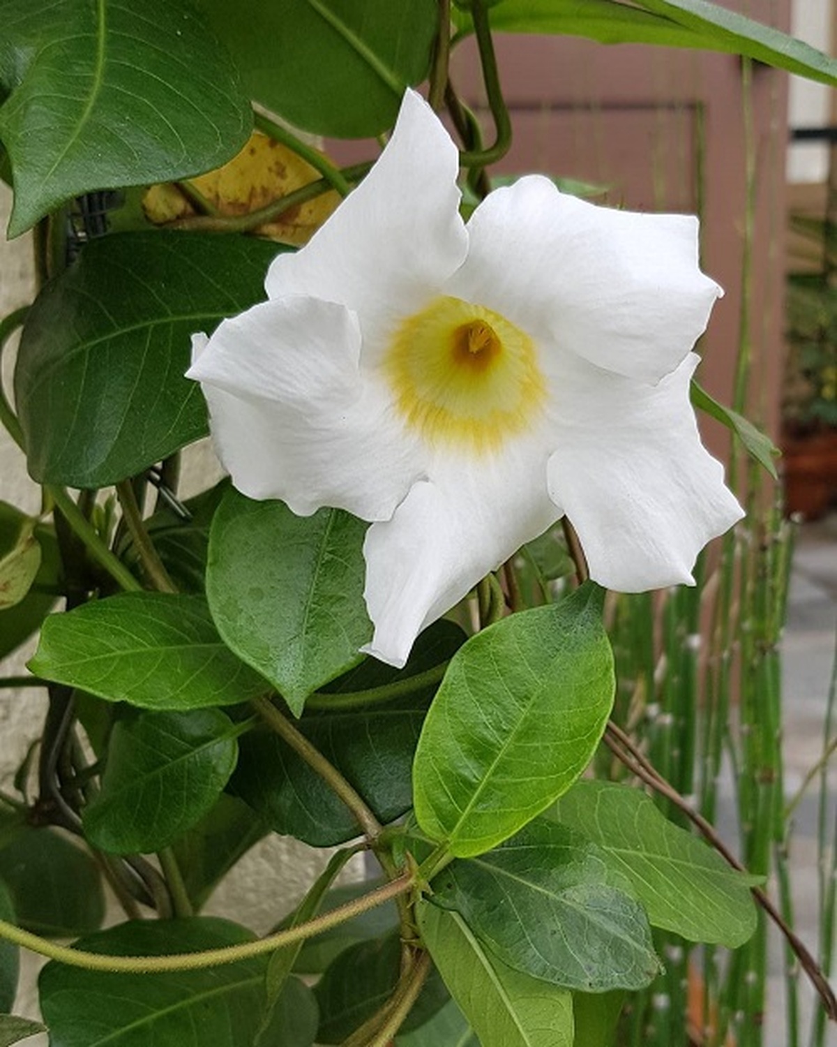 7 Enchanting Vines with White Trumpet Flowers to Transform Your Garden