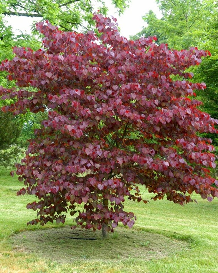 15 Exotic Trees With Red Leaves All Year for Your Garden