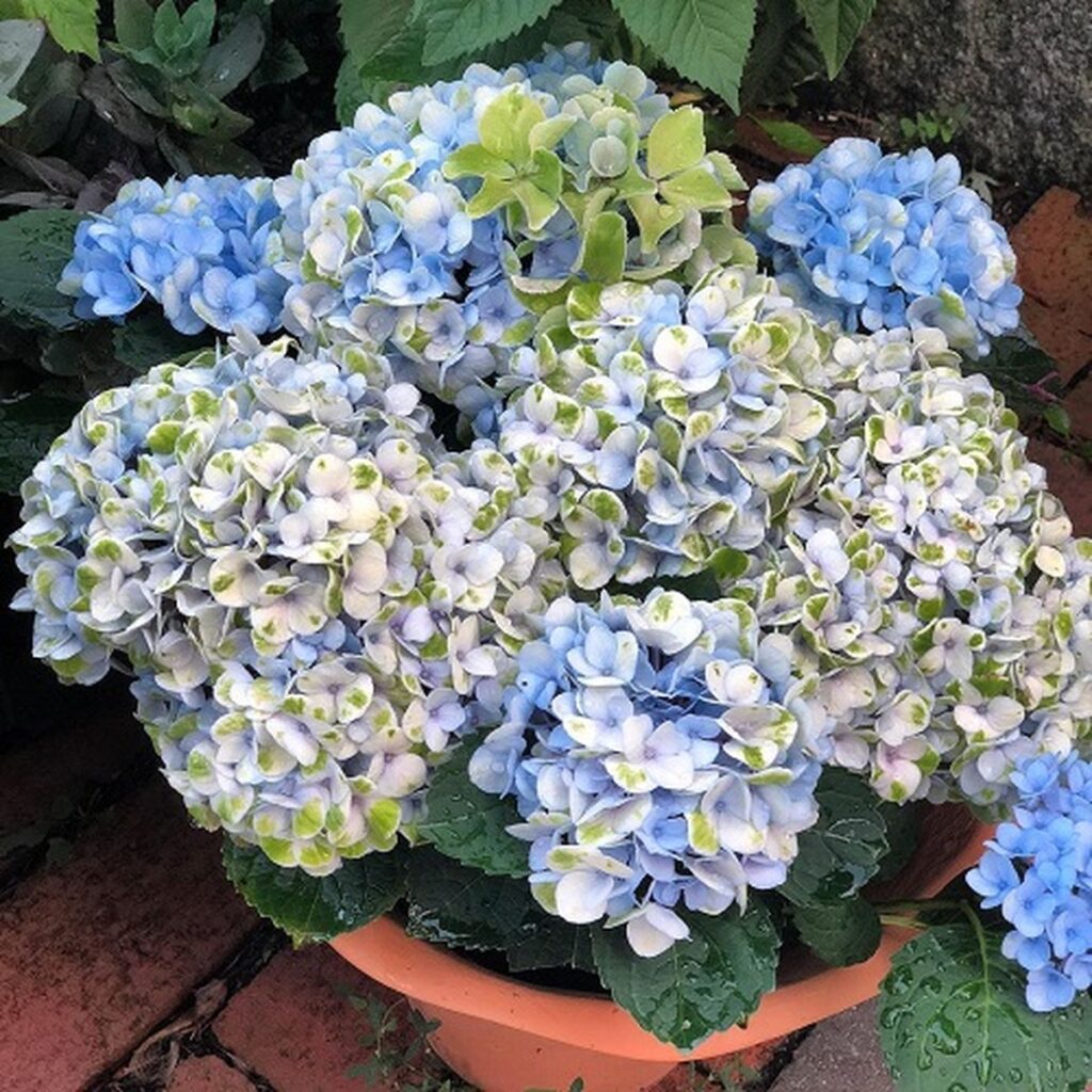 17 Stunning Types of Purple Hydrangea Varieties for Your Garden