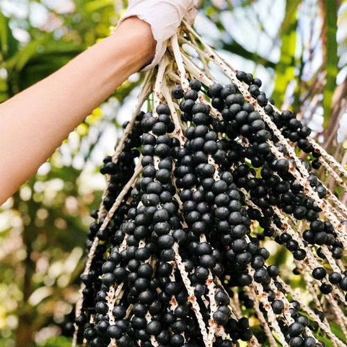 11 Charming Berries That Look Like Blueberries to Discover