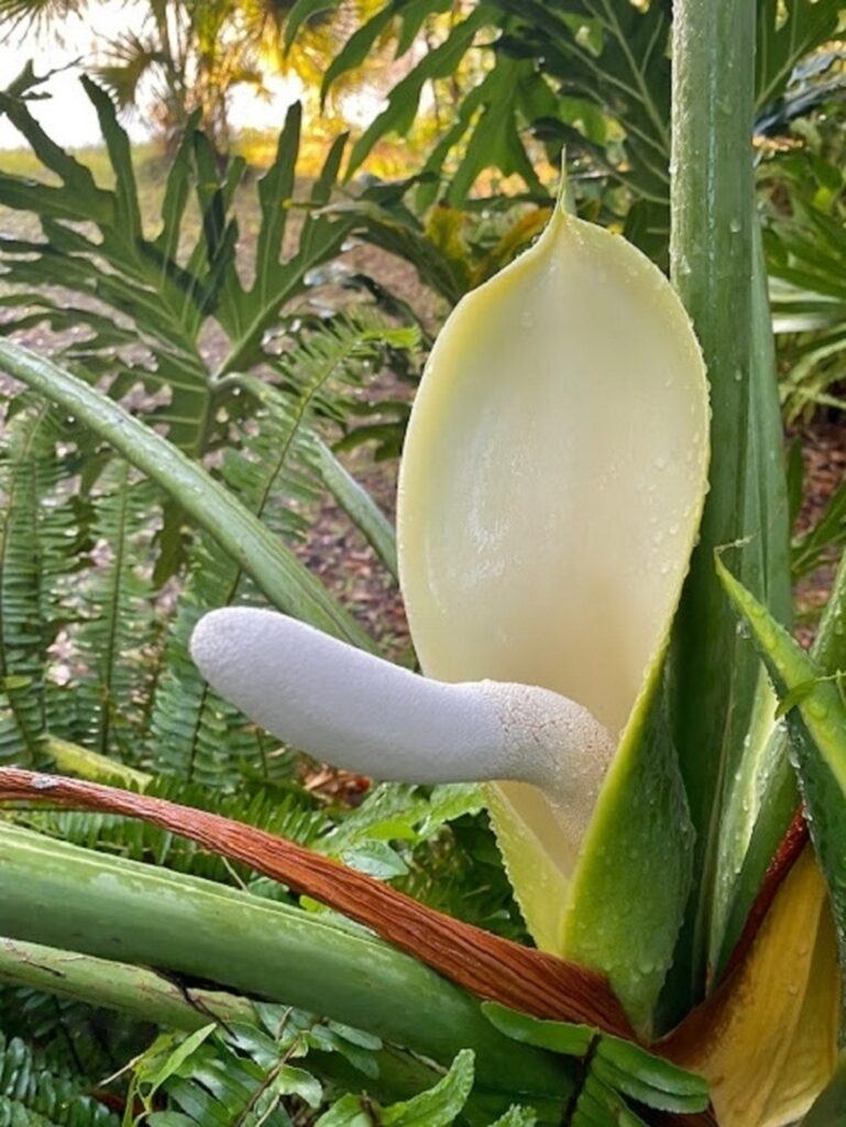 27 Jaw-Dropping Plants that Look like Penis to Amaze Friends