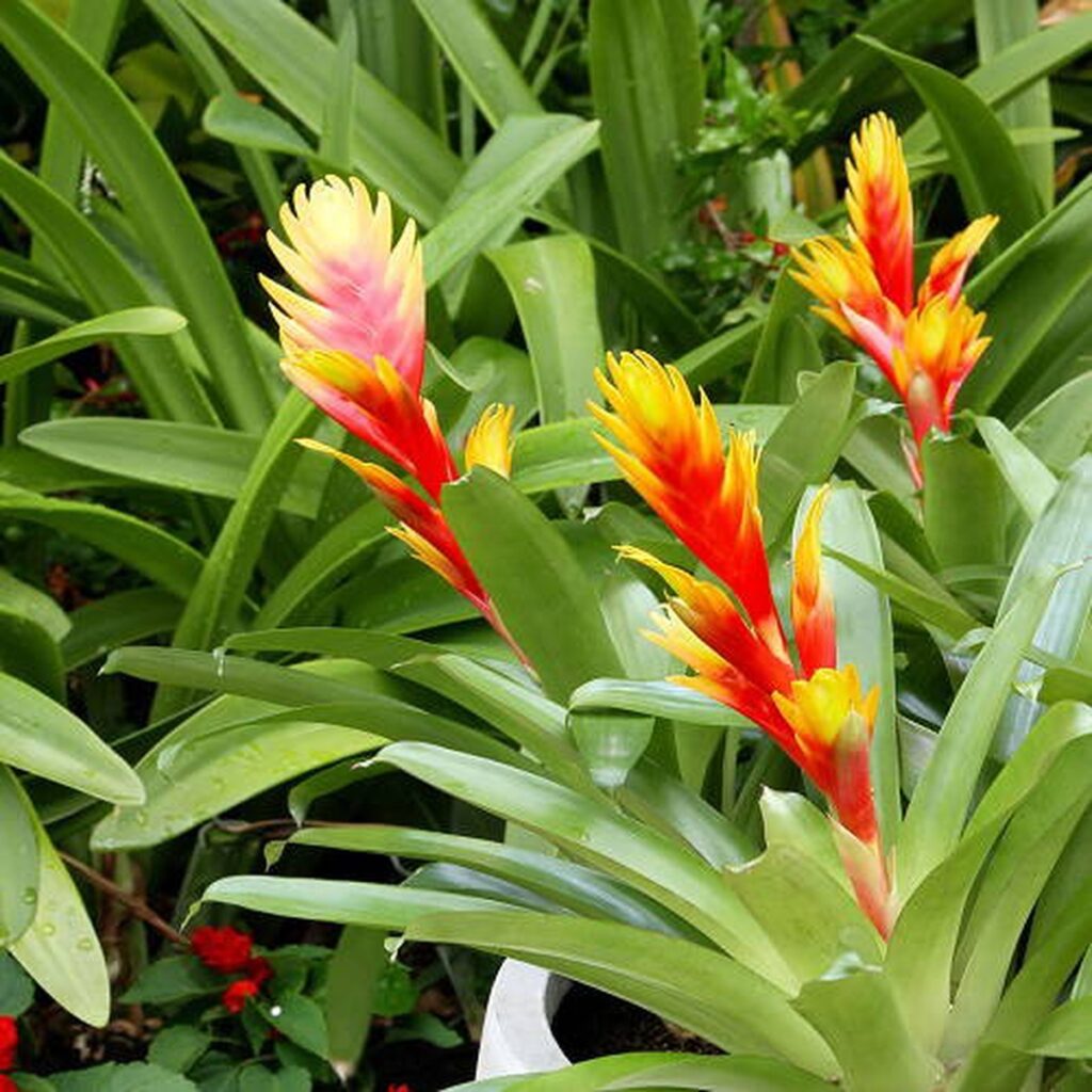 13 Stunning Flowers That Look Like Fire and Flame