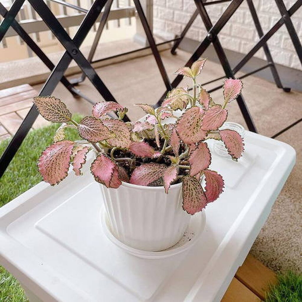 24 Stunning Fittonias to Brighten Your Home - Nerve Plant Varieties