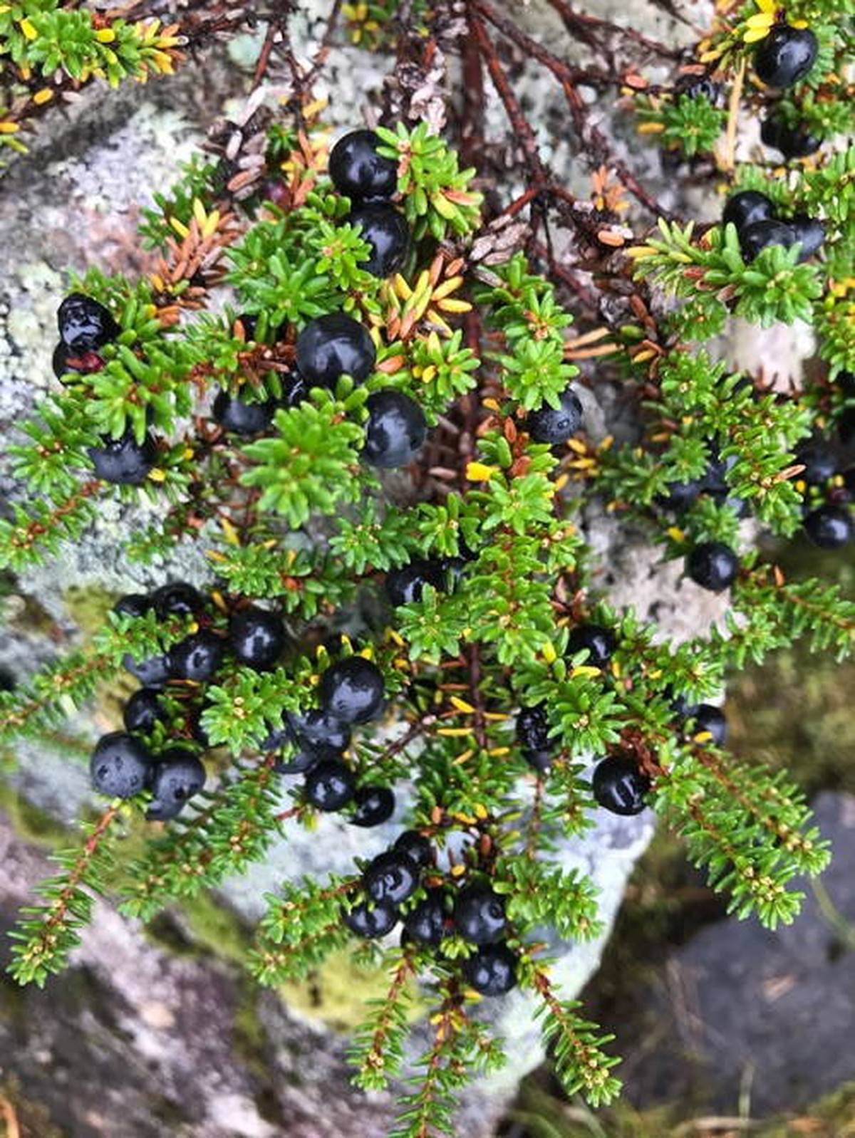 11 Charming Berries That Look Like Blueberries to Discover