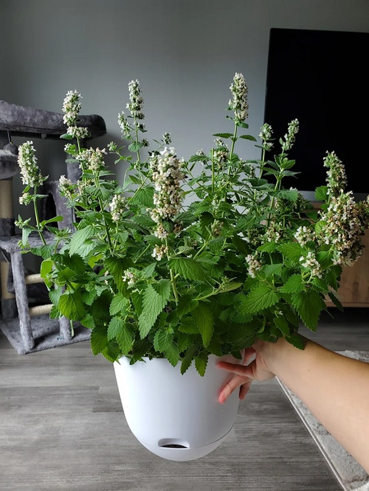 14 Effective Plants That Keep Lizards Away From Home & Garden