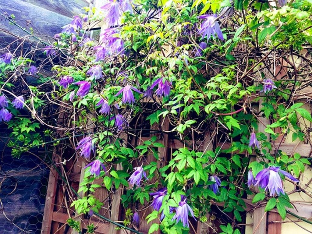 20 Stunning Clematis With Blue Flowers That Brighten Gardens