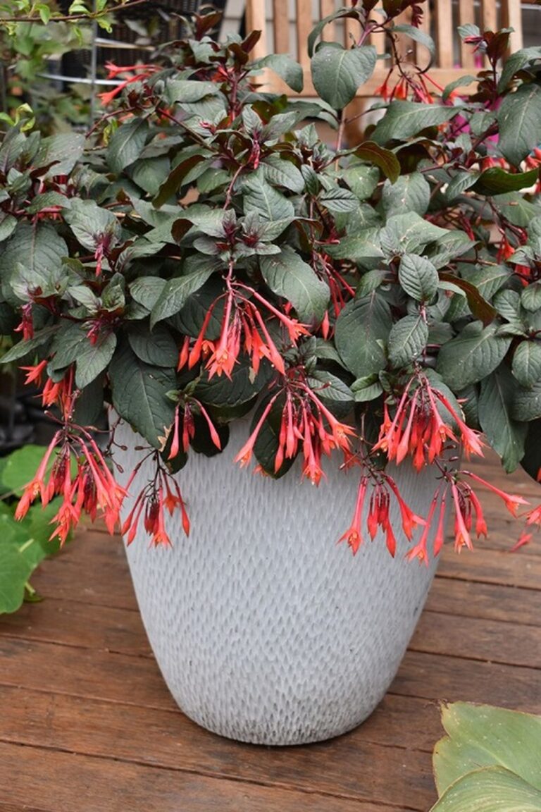 16 Gorgeous Fuchsia Variety Colors That Gardeners Adore