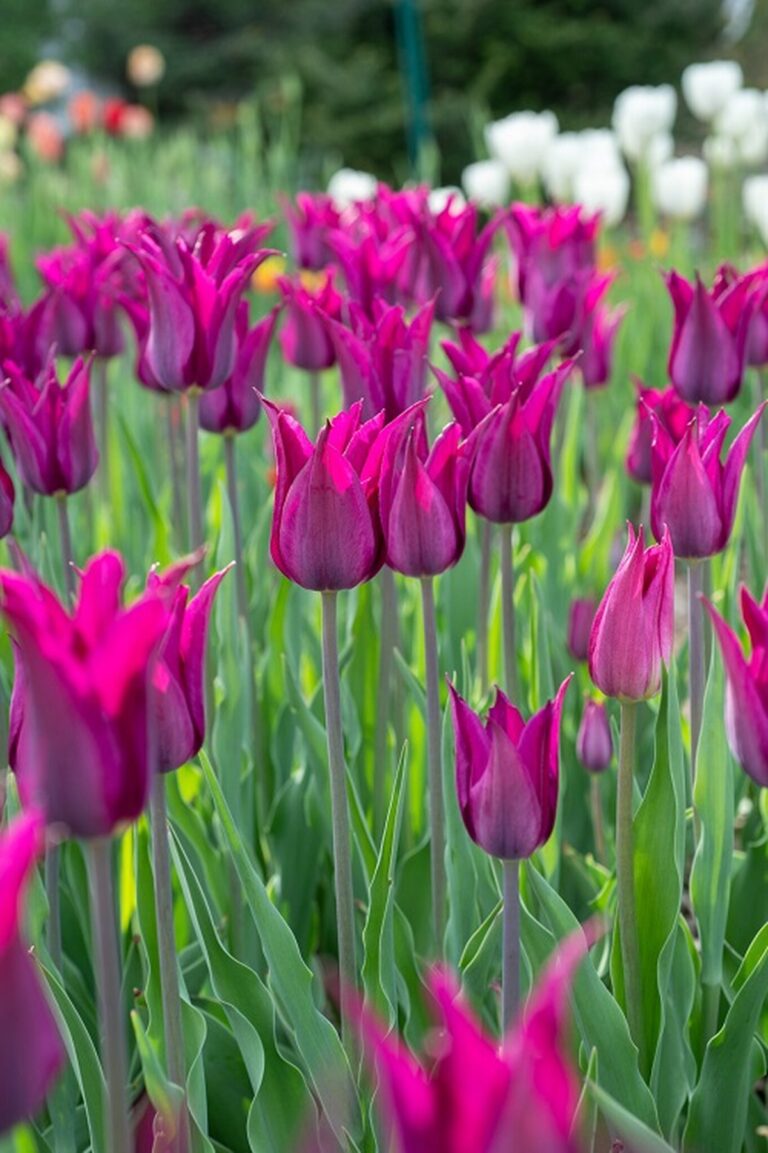 18 Stunning Purple Tulips to Beautify Your Garden
