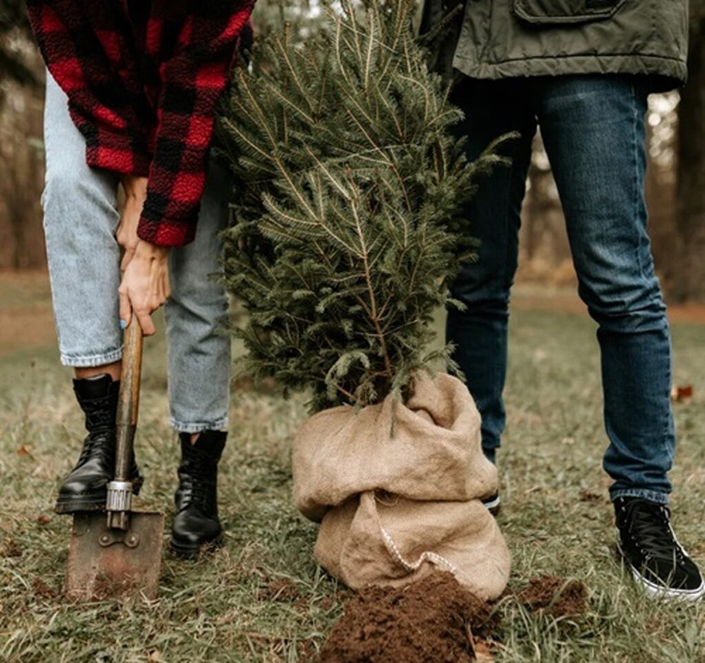 12 Brilliant Ways to Repurpose Your Dead Christmas Tree