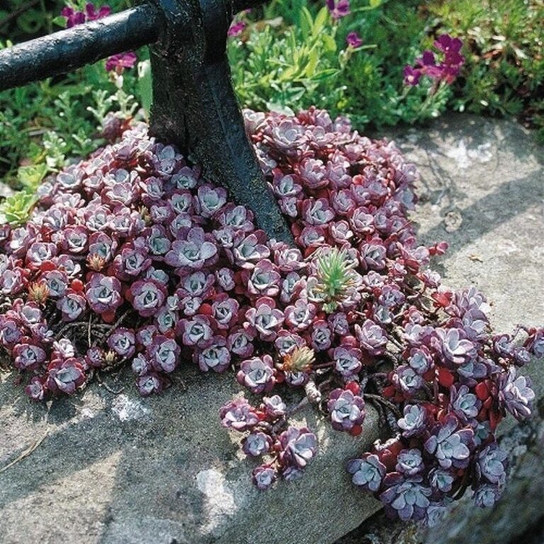 49 Types of Sedum Varieties to Brighten Your Garden