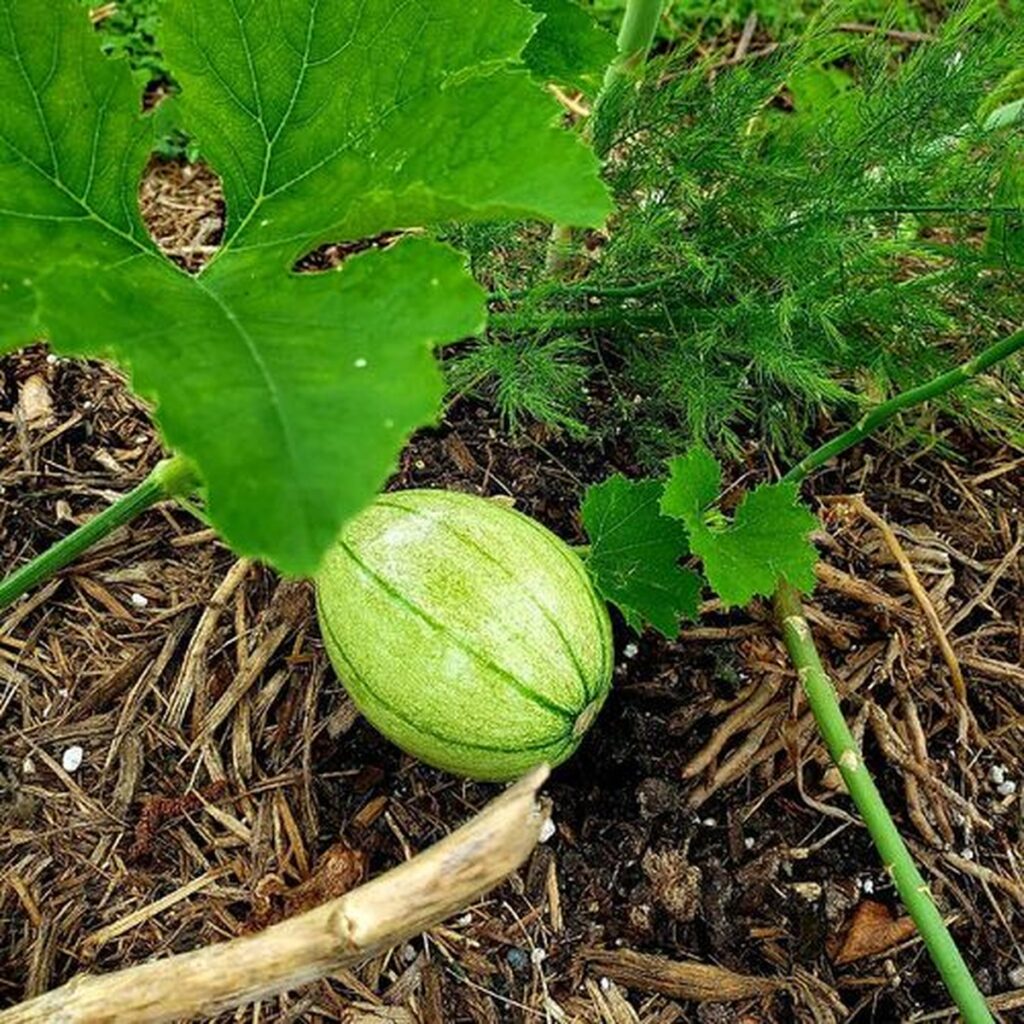 38 Delicious Types of Squash: Best Varieties for Your Garden