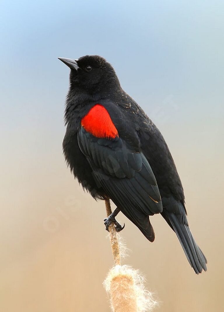 33 Stunning Birds with Red Chest That Brighten Any Garden