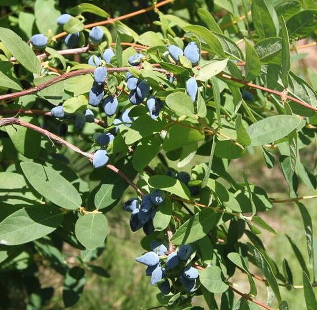 26 Delightful Cold Tolerant Fruit Trees For Your Garden