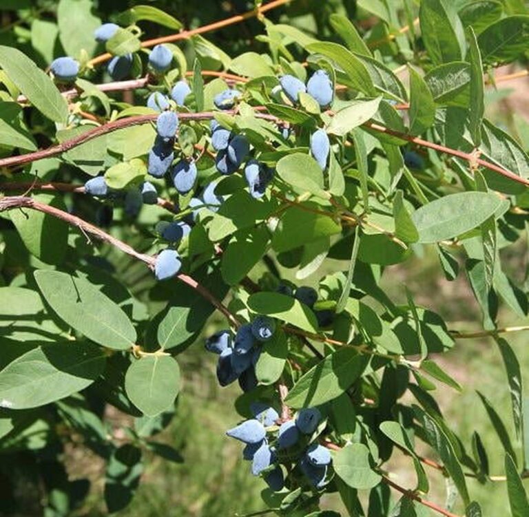 26 Delightful Cold Tolerant Fruit Trees For Your Garden