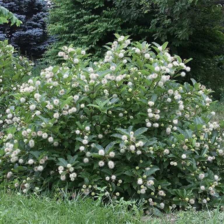 21 Beautiful Bushes and Shrubs with Small White Fragrant Flowers